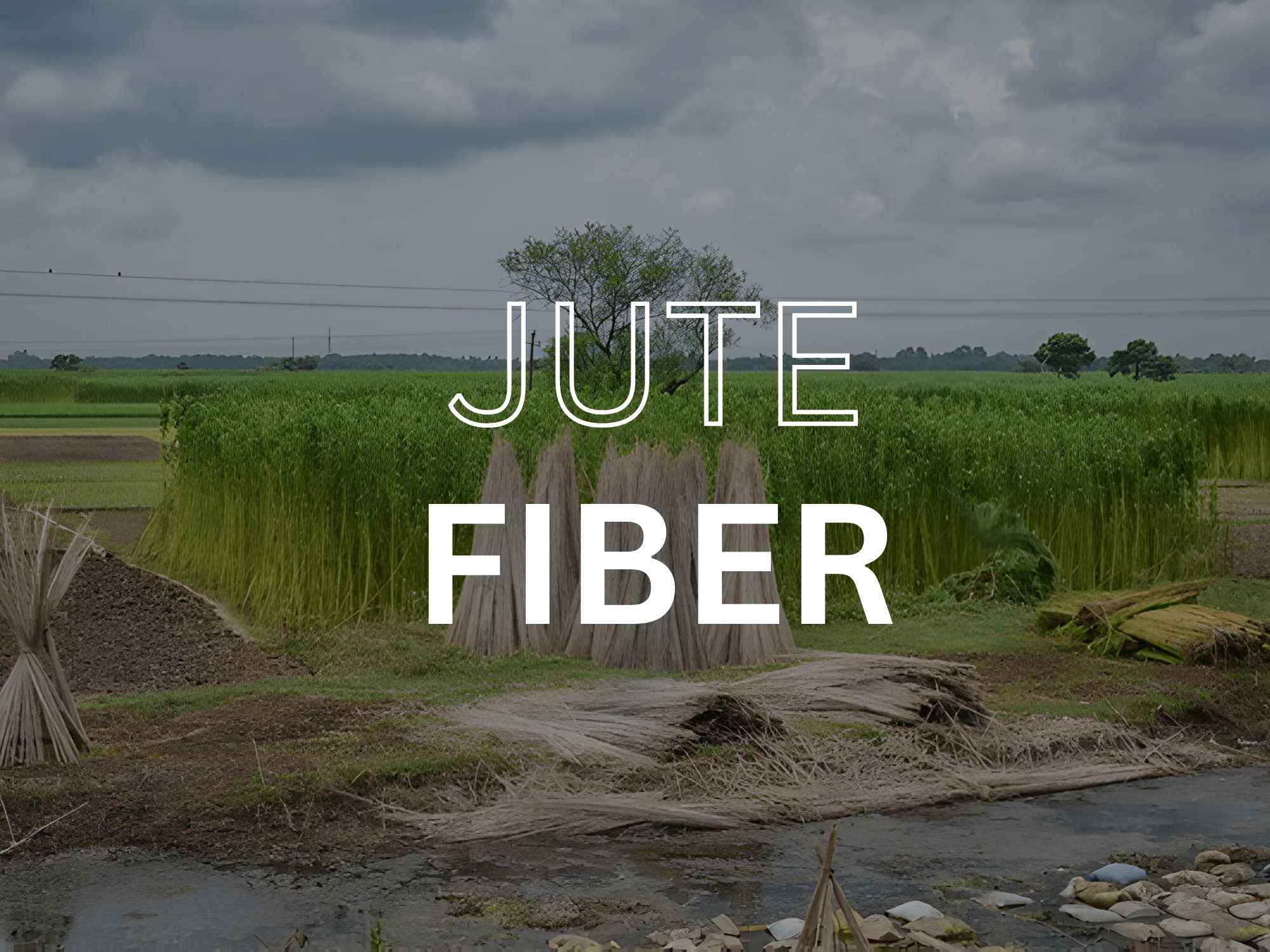 What is Jute? - IndixPort
